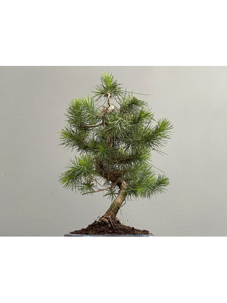 Bonsái Pinis Halepensis - Pino Carrasco B5/1